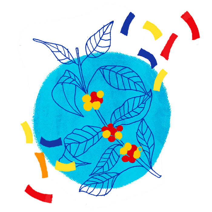 Exploring Coffee Around the World – Carnival Coffee Roasters